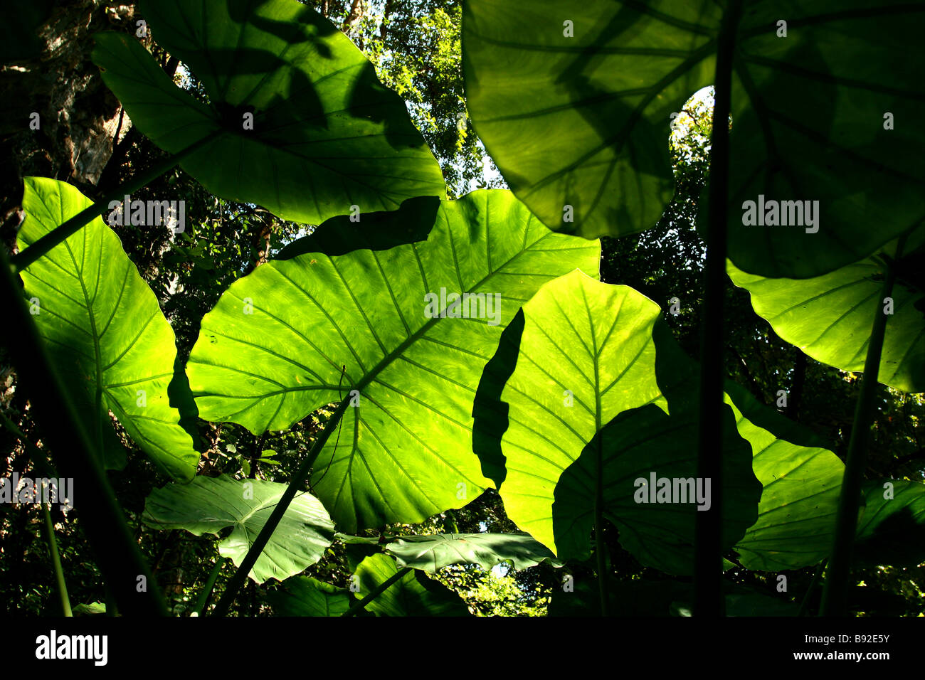 Giungla foglie immagini e fotografie stock ad alta risoluzione - Alamy