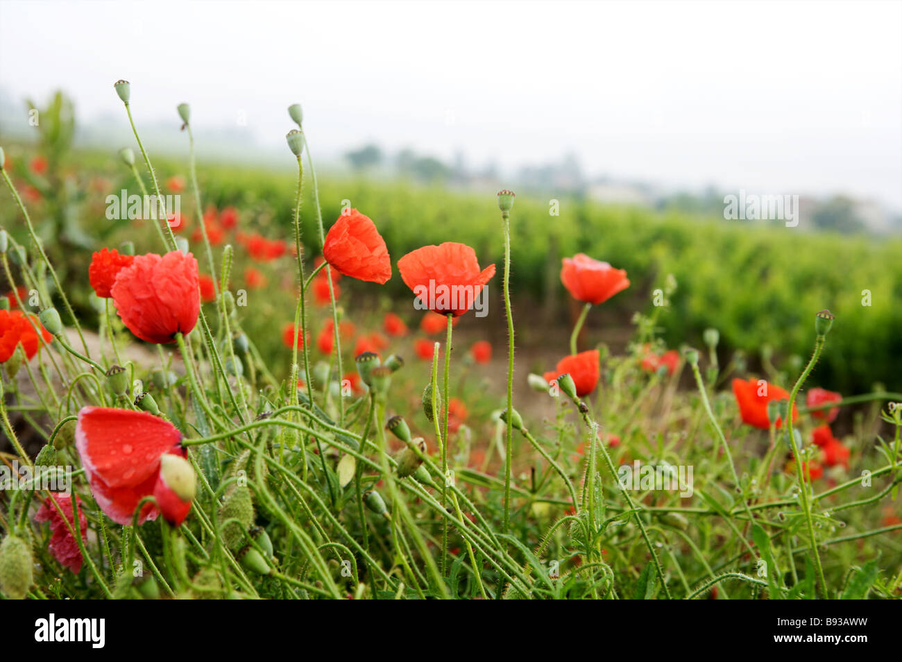 Papaveri nella mitologia classica immagini e fotografie stock ad alta ...