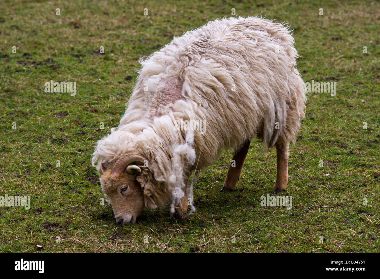 Pecore razze rare immagini e fotografie stock ad alta risoluzione - Alamy