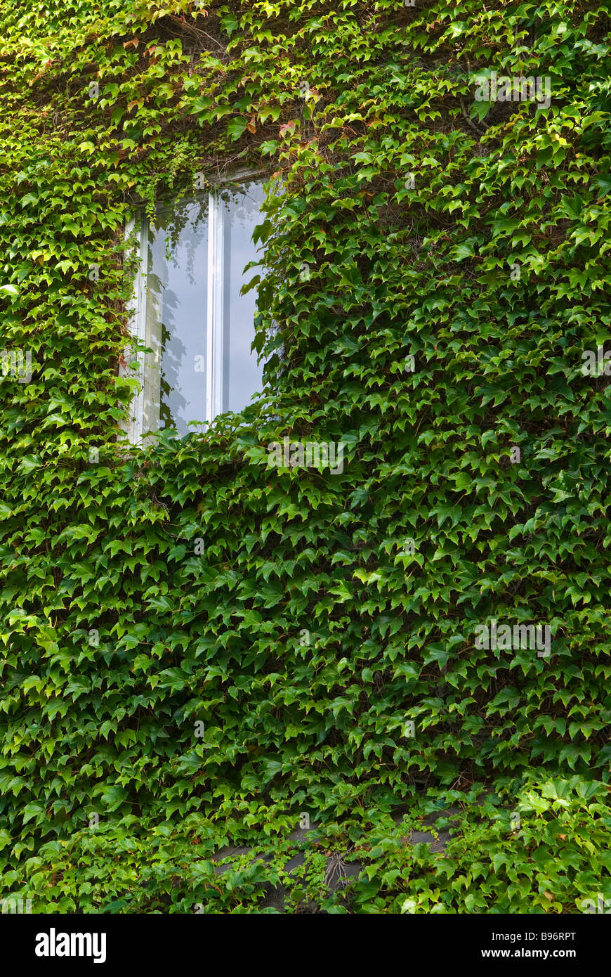 Case ricoperte di edera immagini e fotografie stock ad alta risoluzione ...