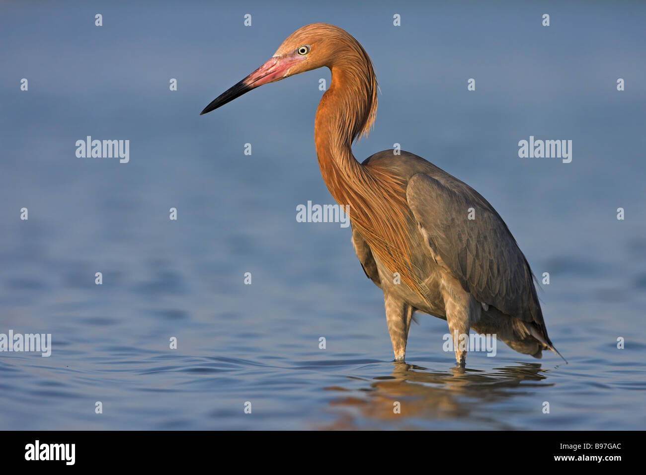 Garzetta rossastra egretta rufescens a caccia di cibo immagini e ...