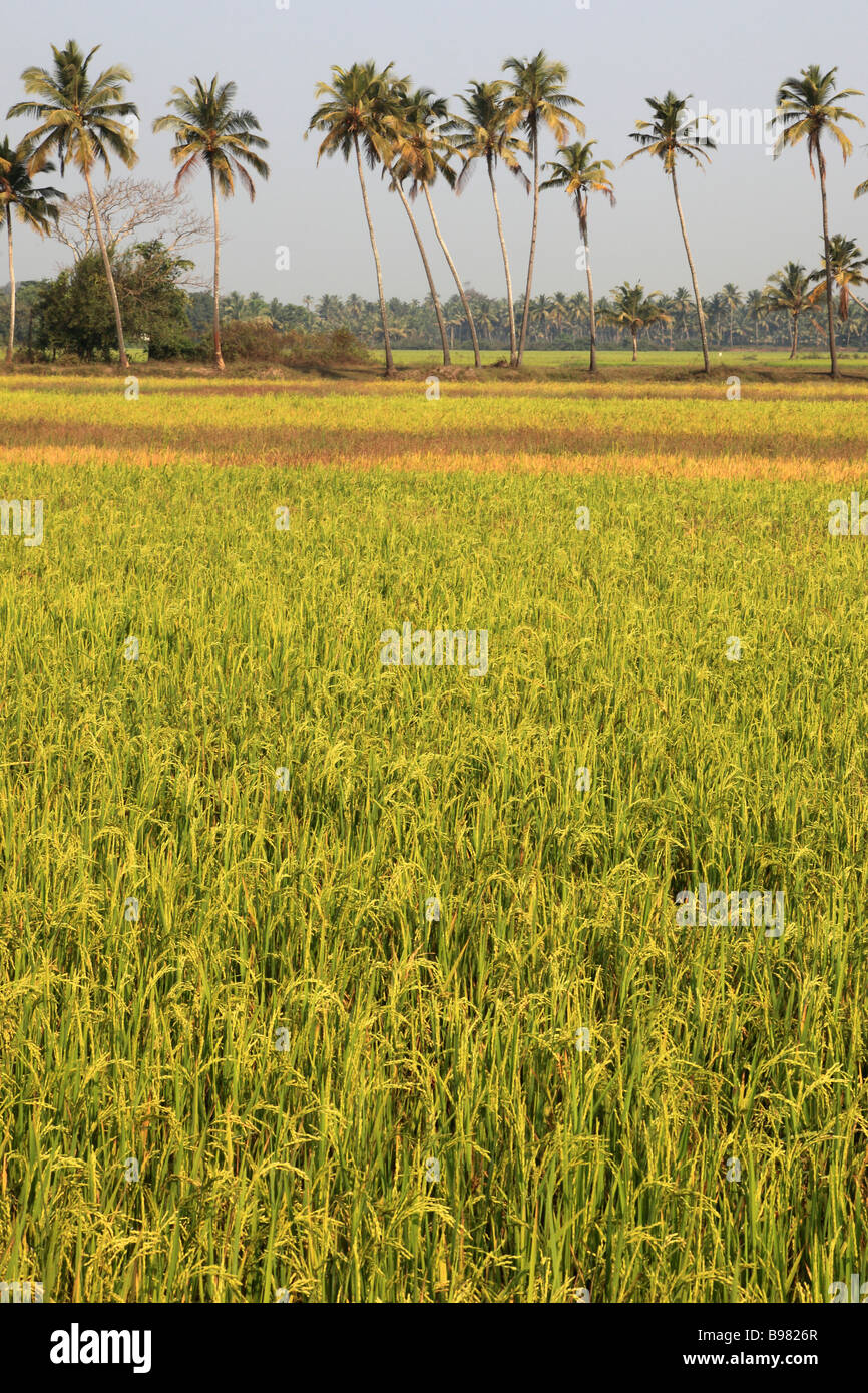 Scenario goa immagini e fotografie stock ad alta risoluzione - Alamy