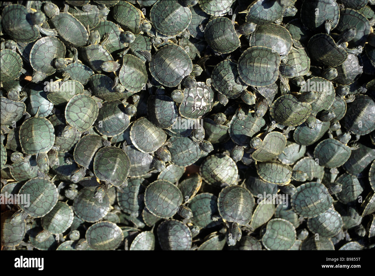 Pseudemys Scripta Elegans Immagini e Fotos Stock - Alamy
