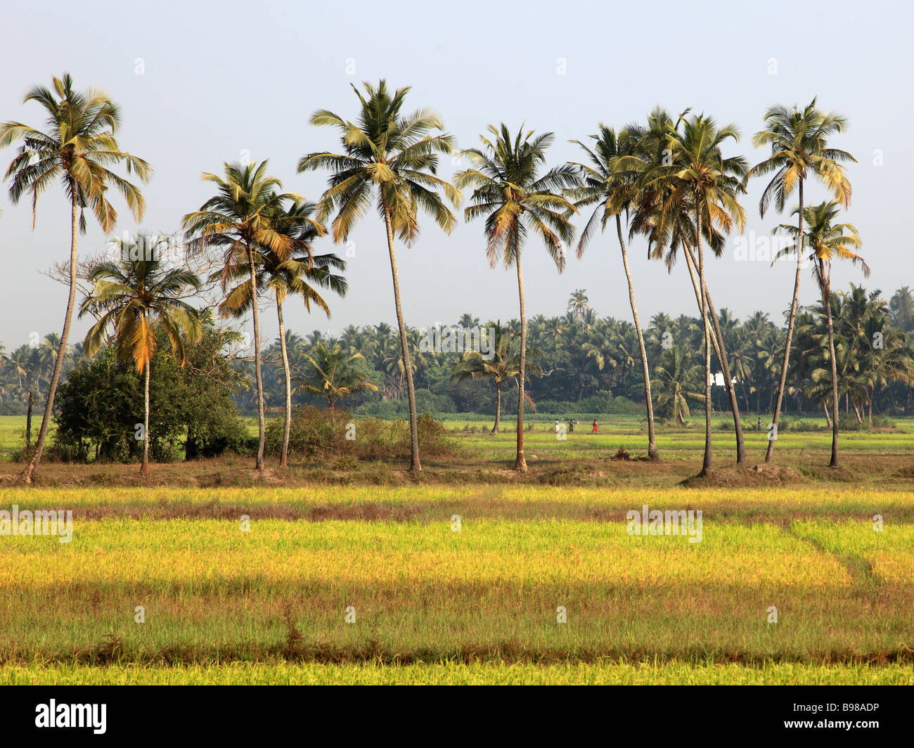 Scenario goa immagini e fotografie stock ad alta risoluzione - Alamy
