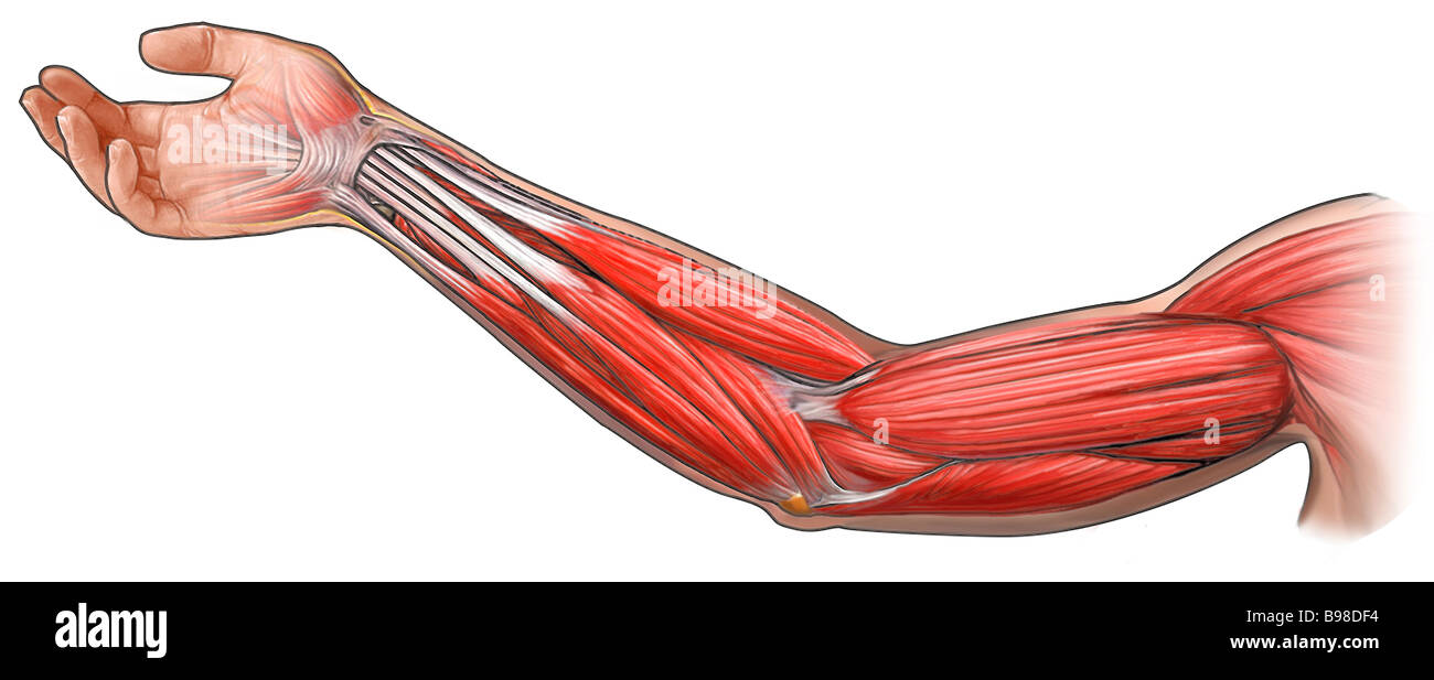 Gomito E Muscoli Braccio Immagini e Fotos Stock - Alamy