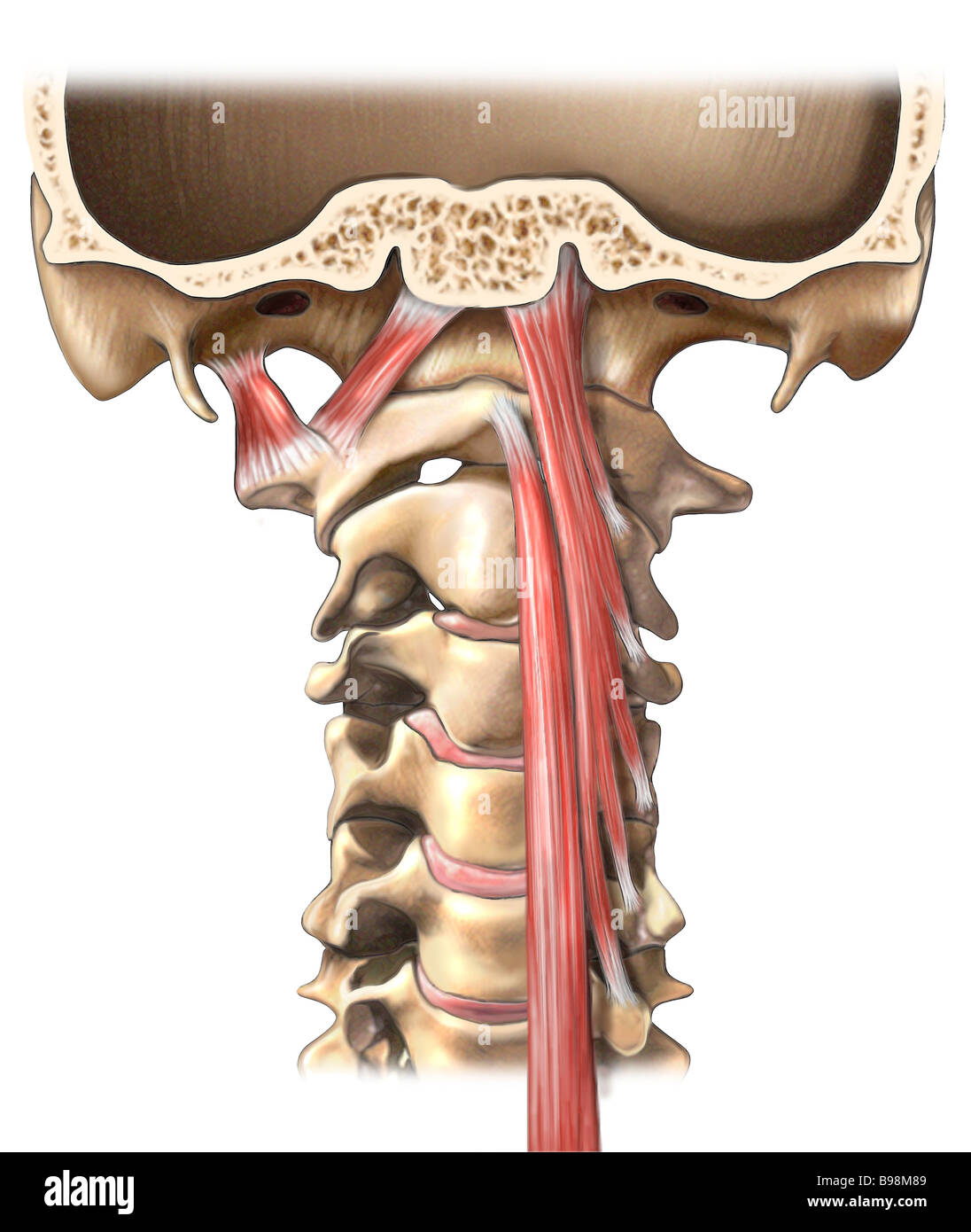 Muscolo longus colli immagini e fotografie stock ad alta risoluzione ...
