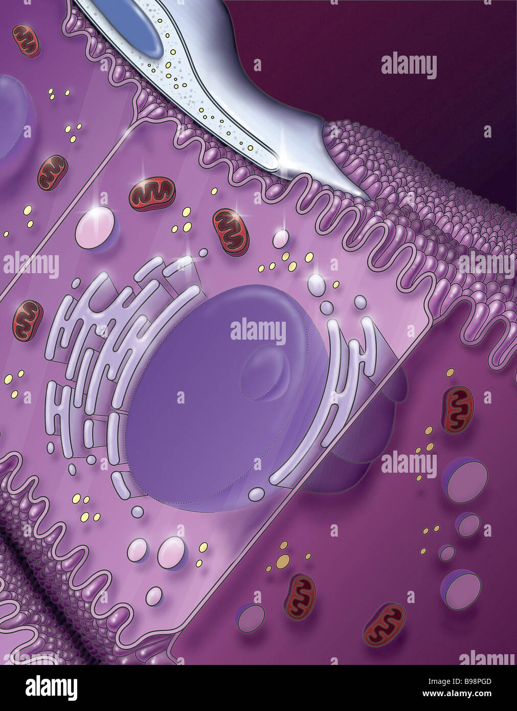 Kupffer cell immagini e fotografie stock ad alta risoluzione - Alamy