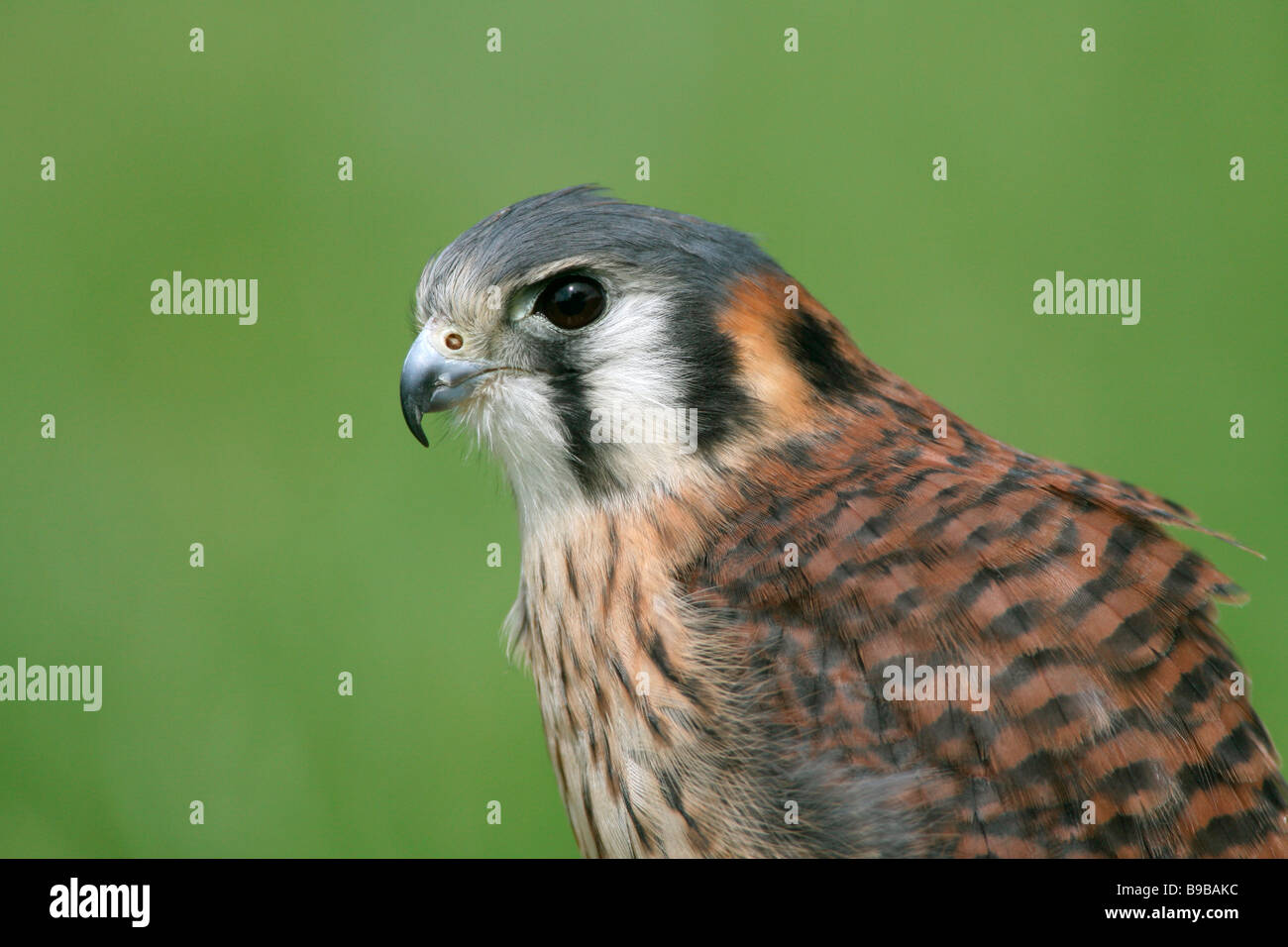 American kestrel immagini e fotografie stock ad alta risoluzione - Alamy