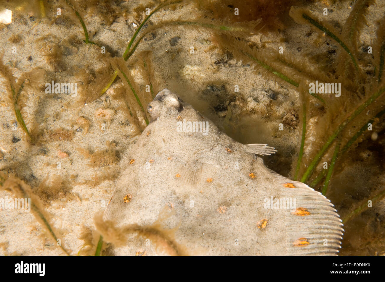 Pesce passera europea immagini e fotografie stock ad alta risoluzione ...