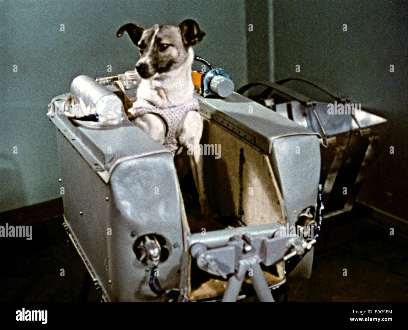 Un cane di nome Laika a bordo il secondo satellite in orbita attorno ...