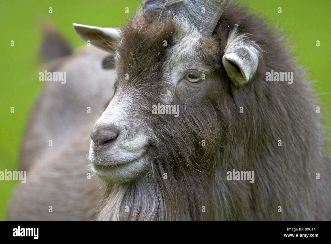 Ritratto di capra animale mammifero utilità-animal house di capra di ...