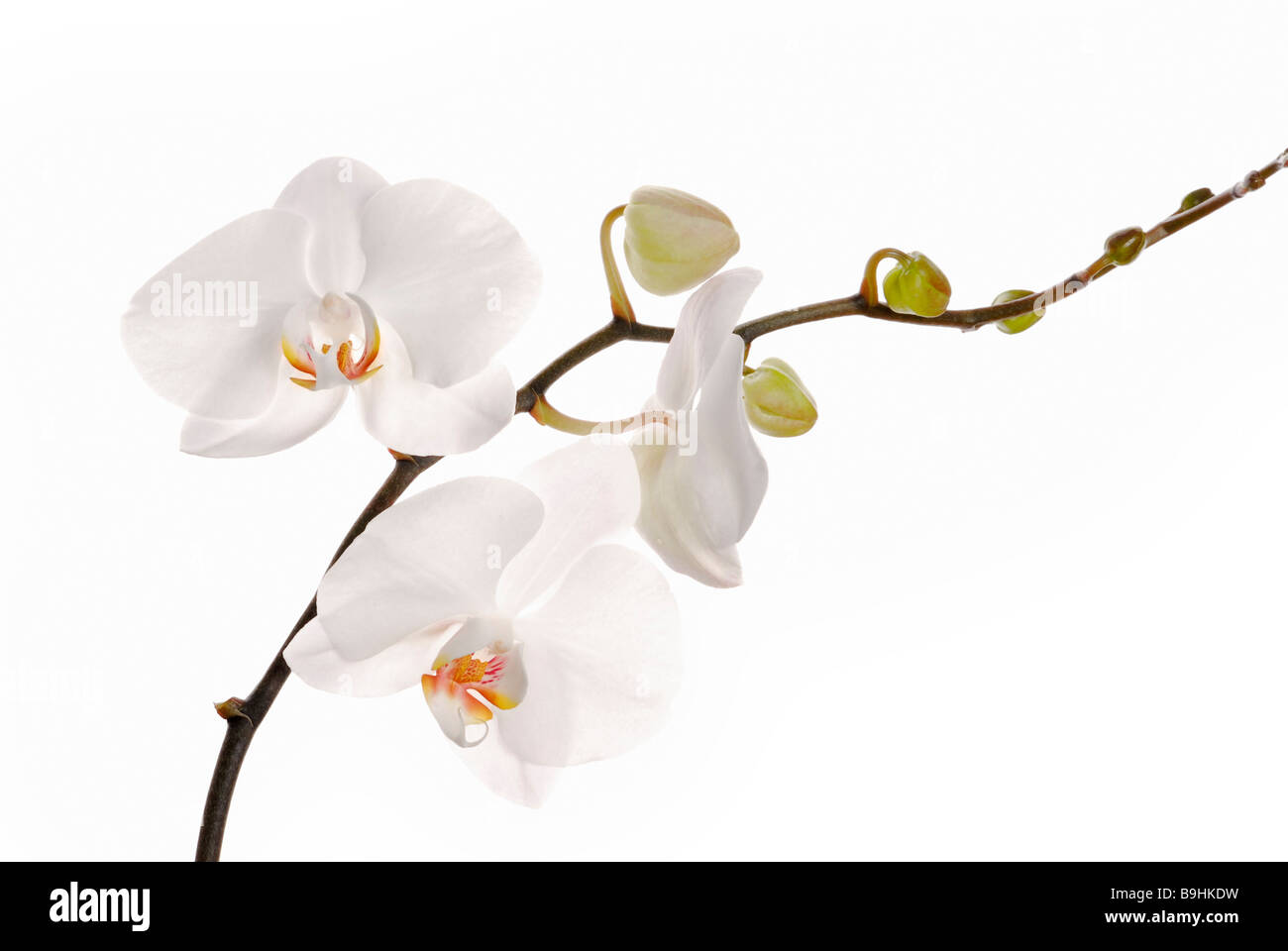 Orchidea bianca immagini e fotografie stock ad alta risoluzione - Alamy
