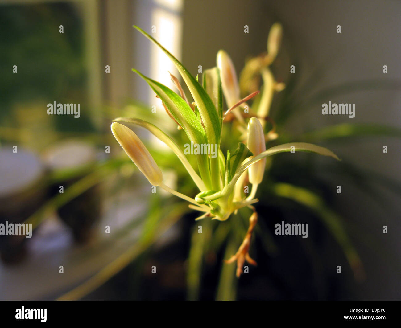 Pianta di ragno immagini e fotografie stock ad alta risoluzione ...