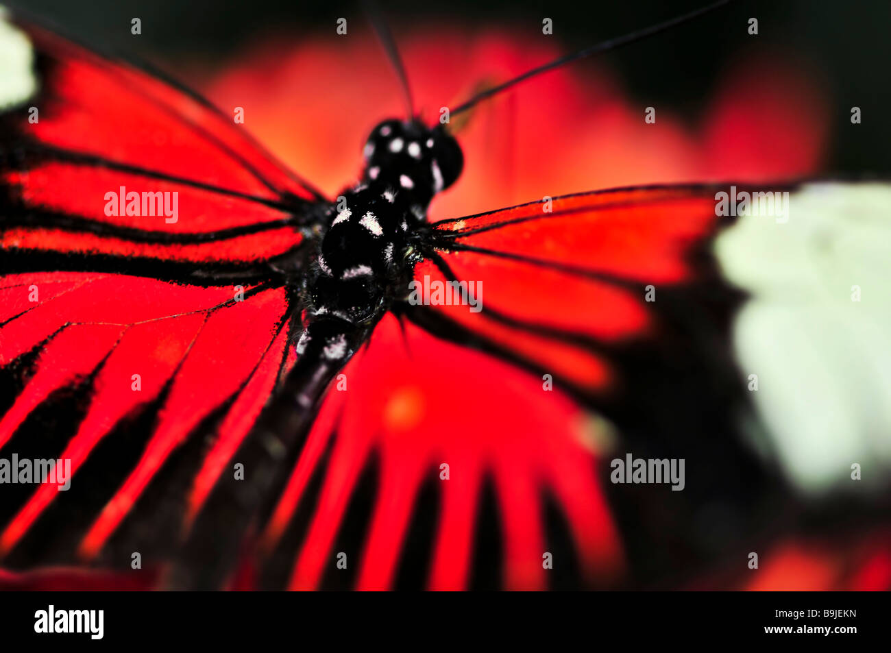 Farfalla con le ali aperte immagini e fotografie stock ad alta ...