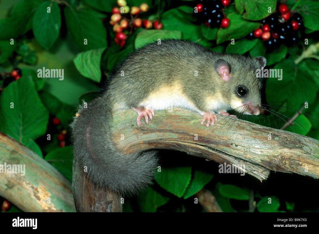 Ghiro commestibile immagini e fotografie stock ad alta risoluzione - Alamy