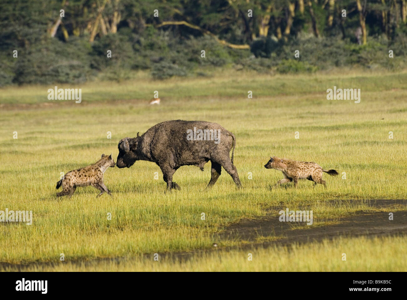 Spotted hyena hunting african buffalo immagini e fotografie stock ad ...