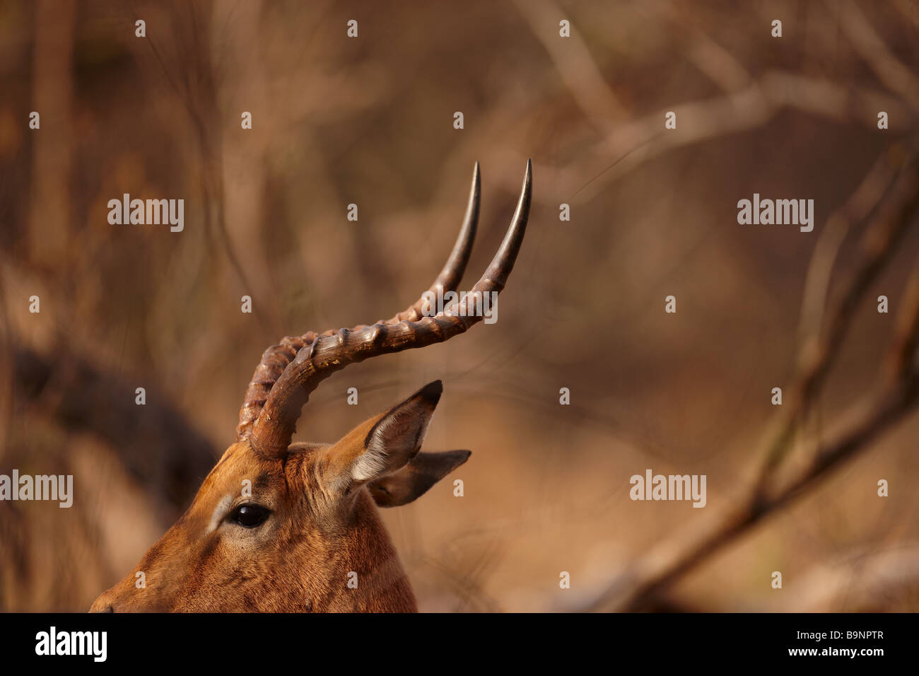 Toro con le corna immagini e fotografie stock ad alta risoluzione - Alamy