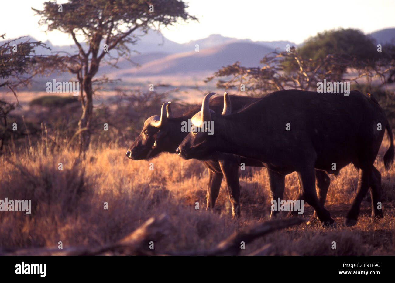 Lewa downs reserve immagini e fotografie stock ad alta risoluzione - Alamy