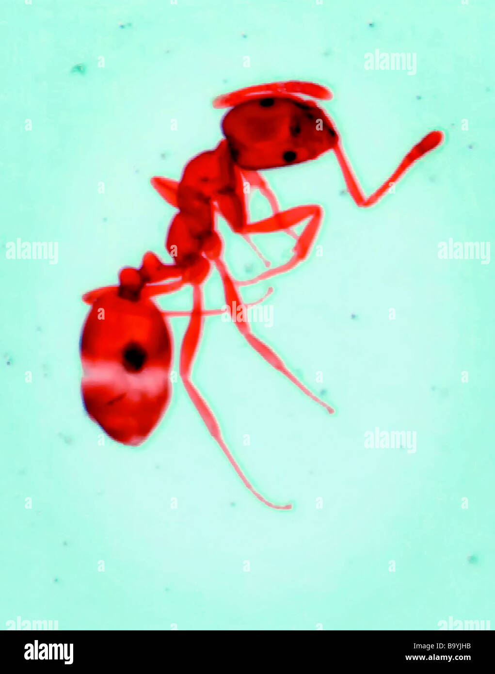 Formica microscopica immagini e fotografie stock ad alta risoluzione ...