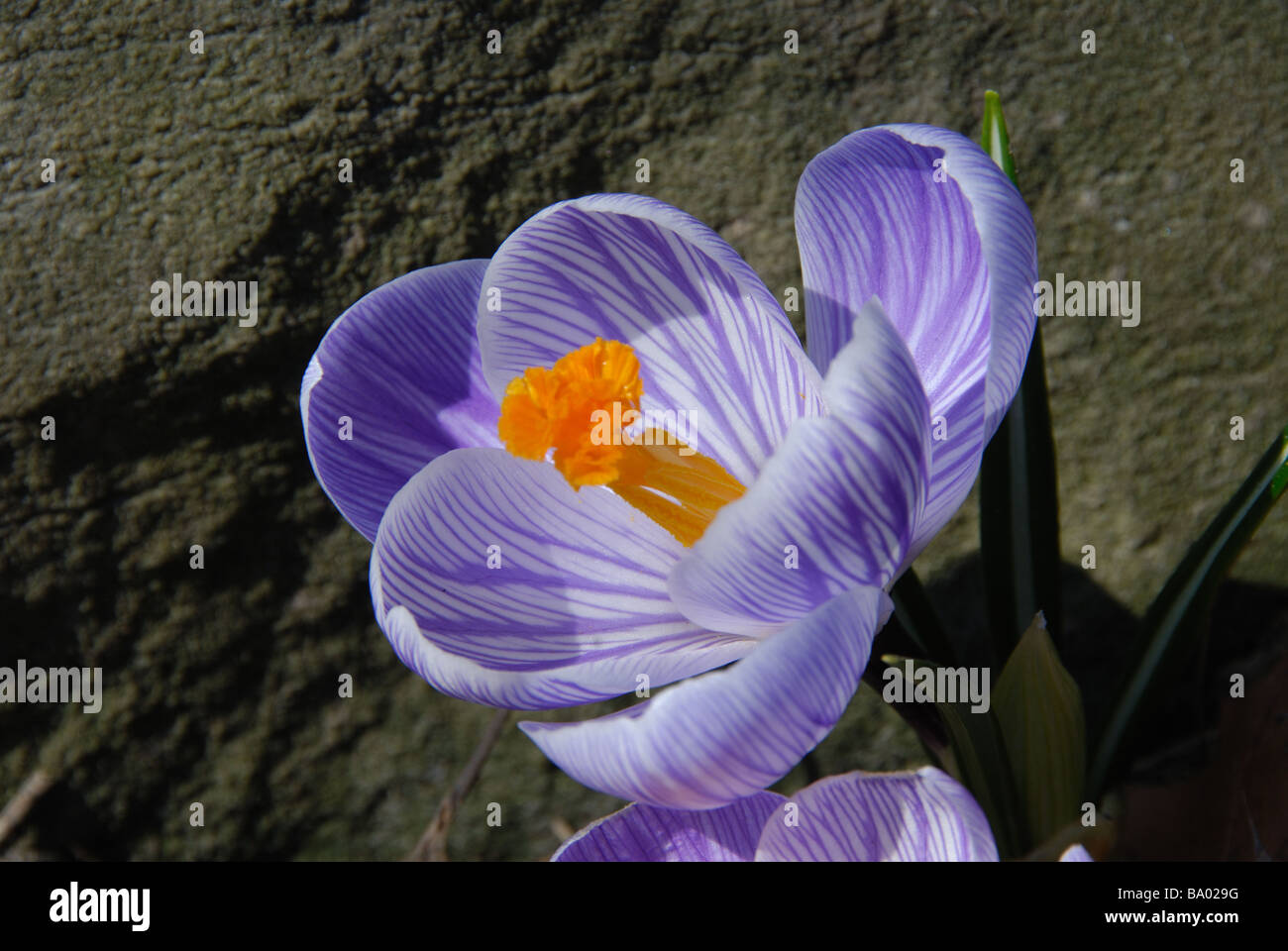 Specie di fiore all'inizio della primavera immagini e fotografie stock ...