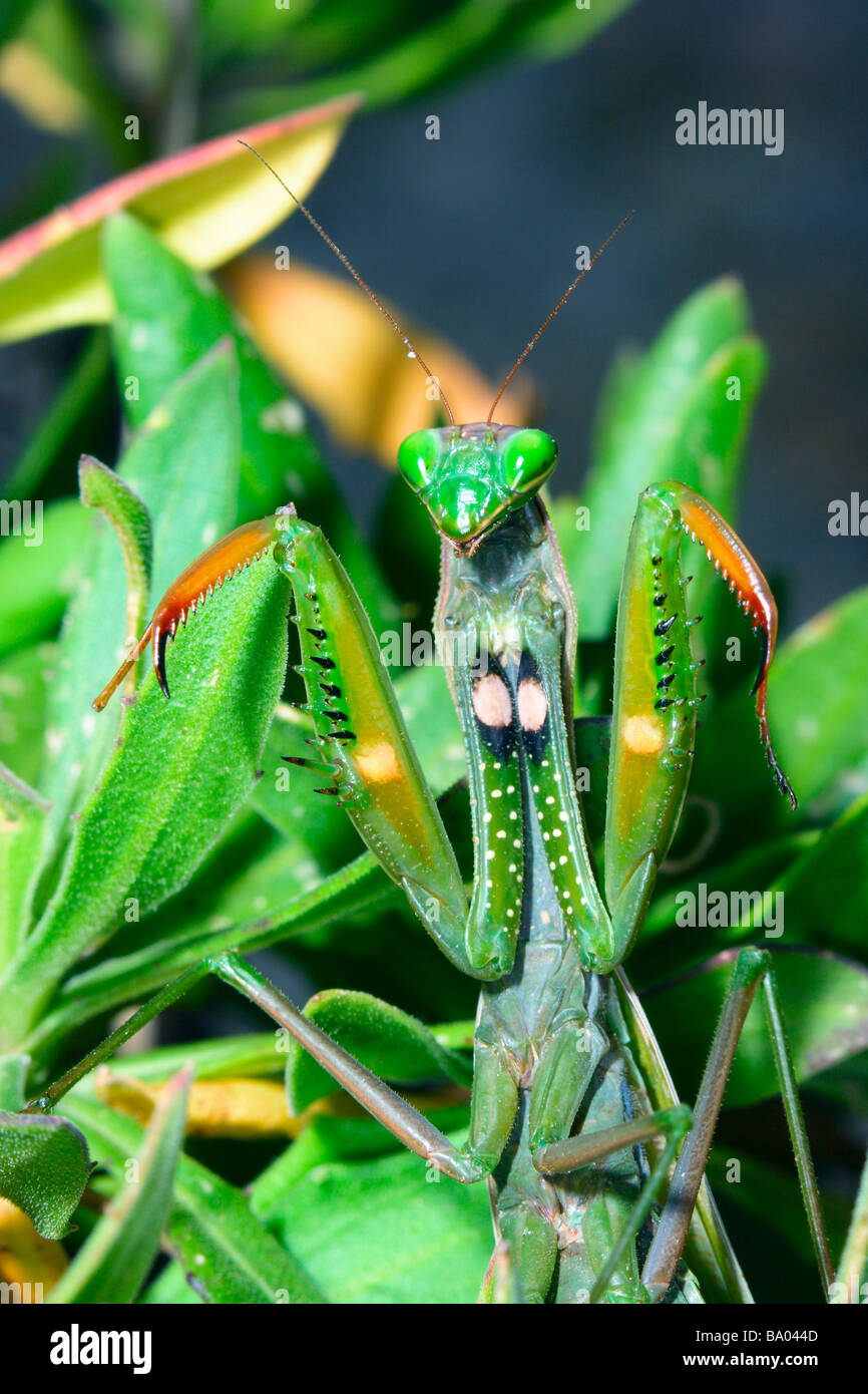 Mantide Religiosa mantide religiosa. Minacciando la postura Foto stock ...