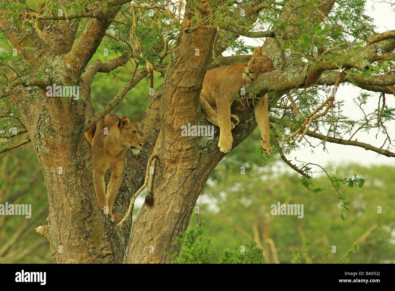 Leoni africani panthera leo immagini e fotografie stock ad alta ...