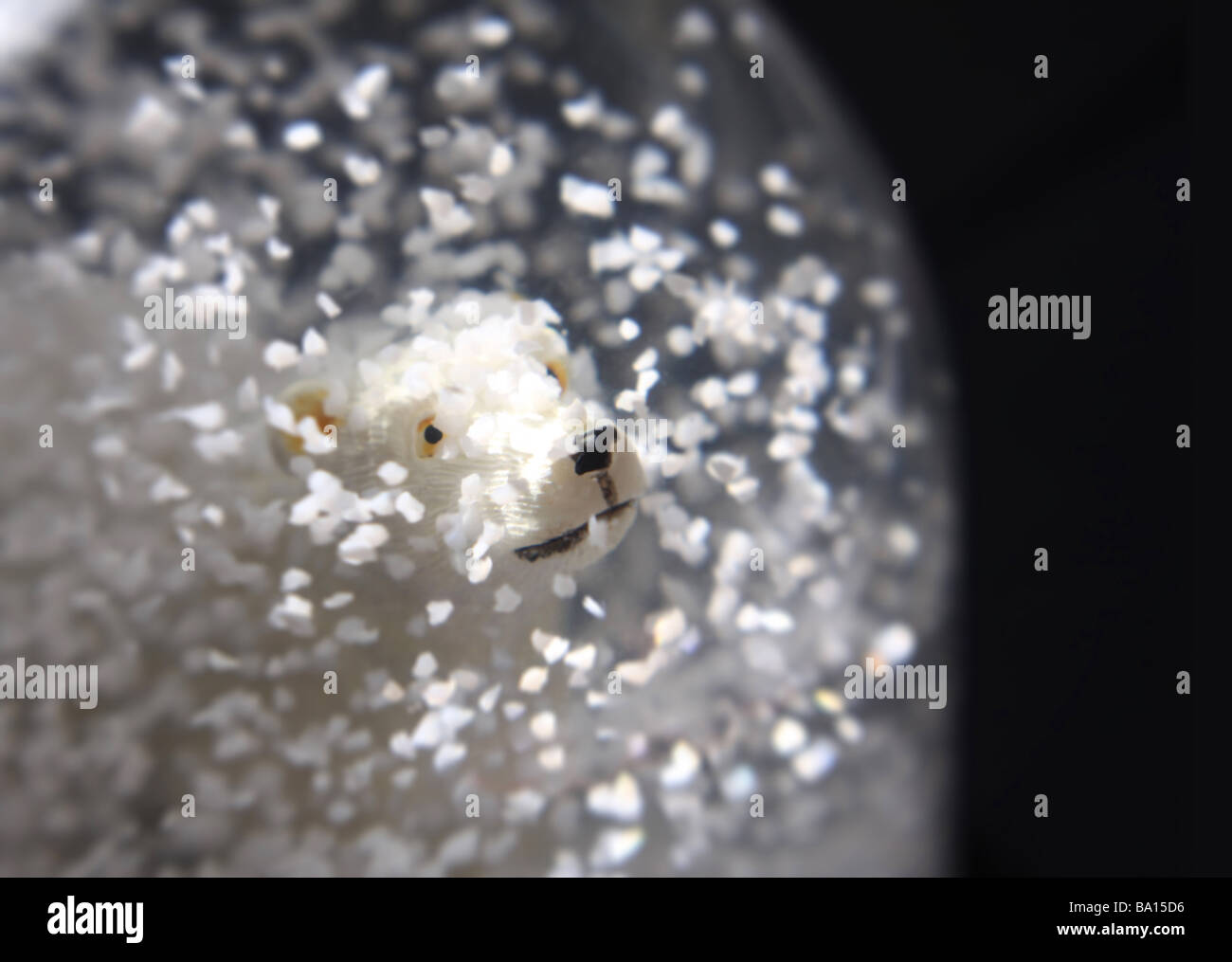 Orso polare sfondo nero immagini e fotografie stock ad alta risoluzione ...