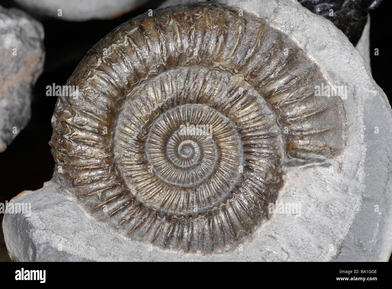 Fossile di ammonite immagini e fotografie stock ad alta risoluzione - Alamy