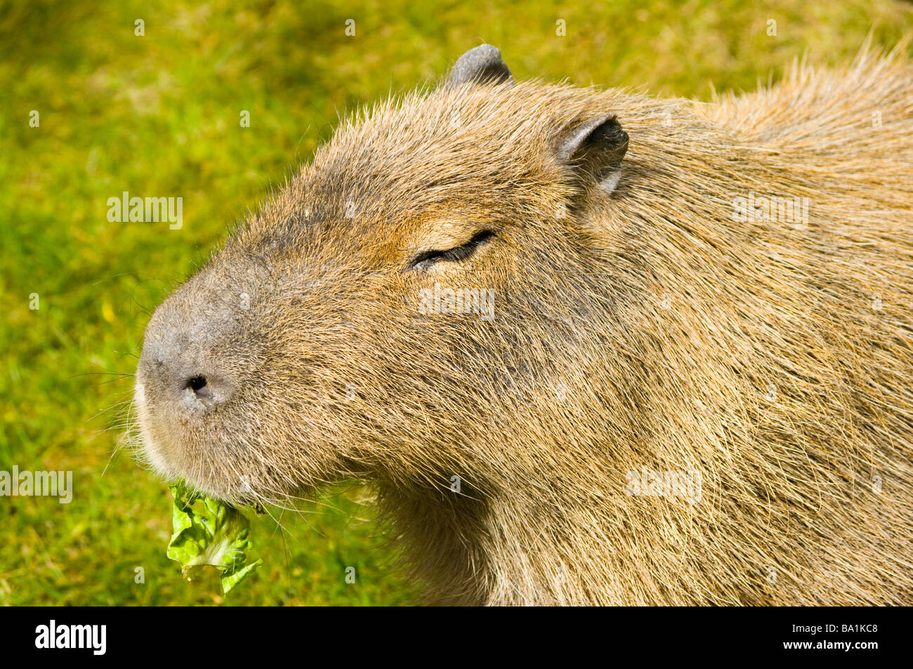 Capibara 'Hydrochoeris hydrochaeris' Foto stock - Alamy