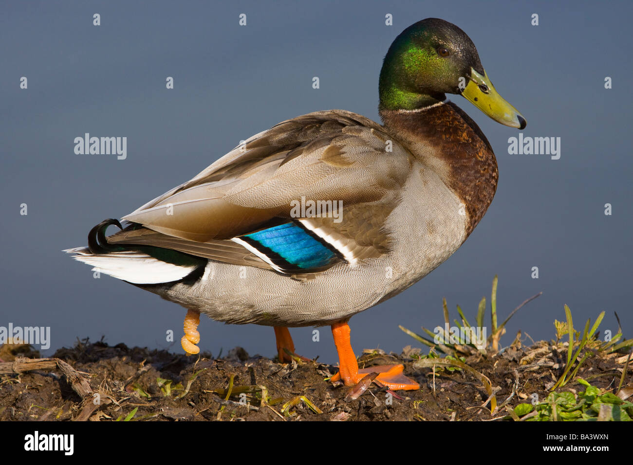 Mallard duck anatra uccello del pene Foto stock - Alamy