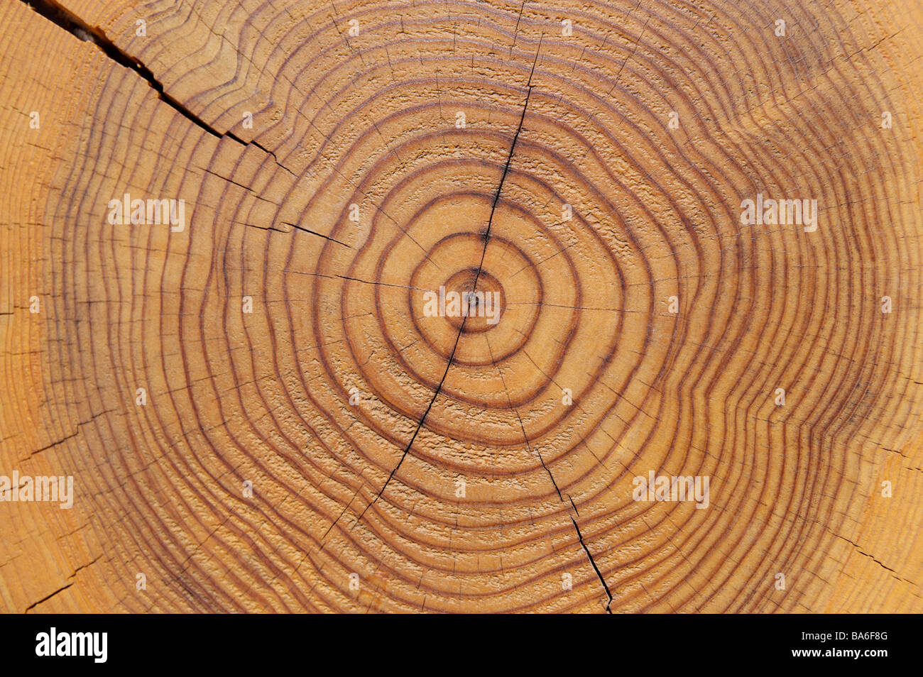 Anelli degli alberi immagini e fotografie stock ad alta risoluzione - Alamy