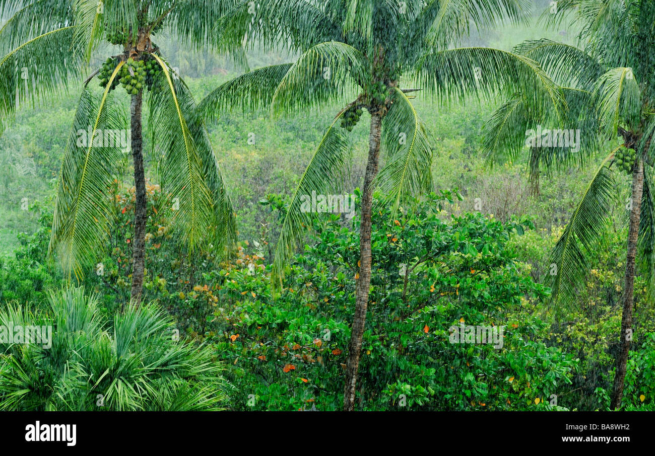 Ecosistema della foresta pluviale tropicale immagini e fotografie stock ...