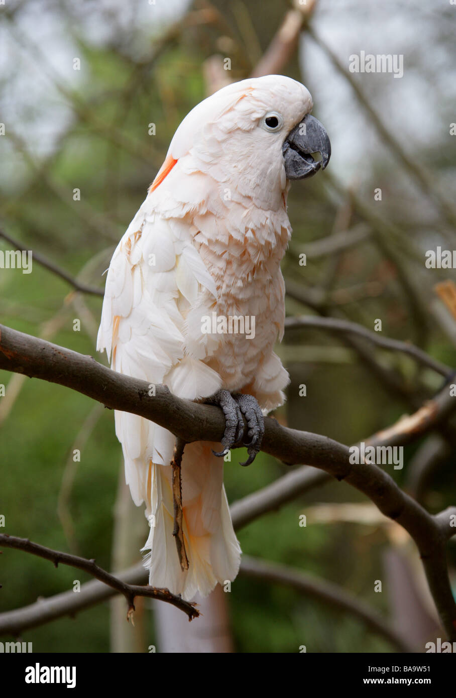 Cacatua delle molucche immagini e fotografie stock ad alta risoluzione ...