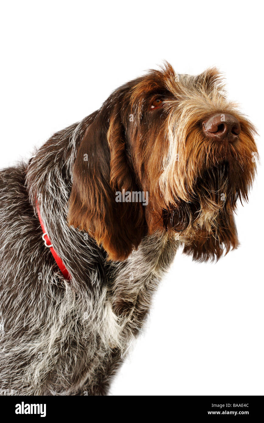 Italian spinone immagini e fotografie stock ad alta risoluzione - Alamy
