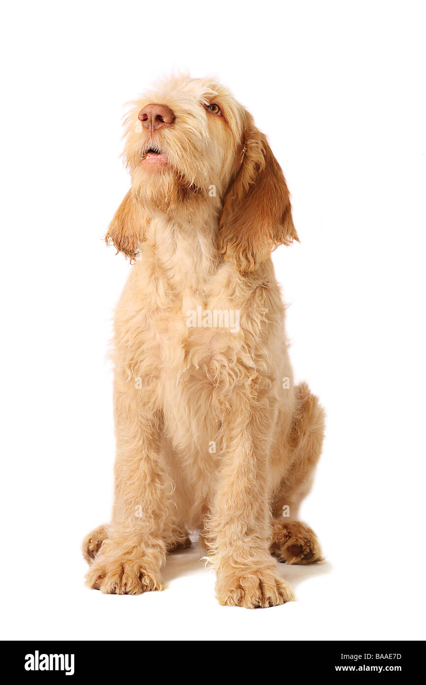 Italian spinone immagini e fotografie stock ad alta risoluzione - Alamy