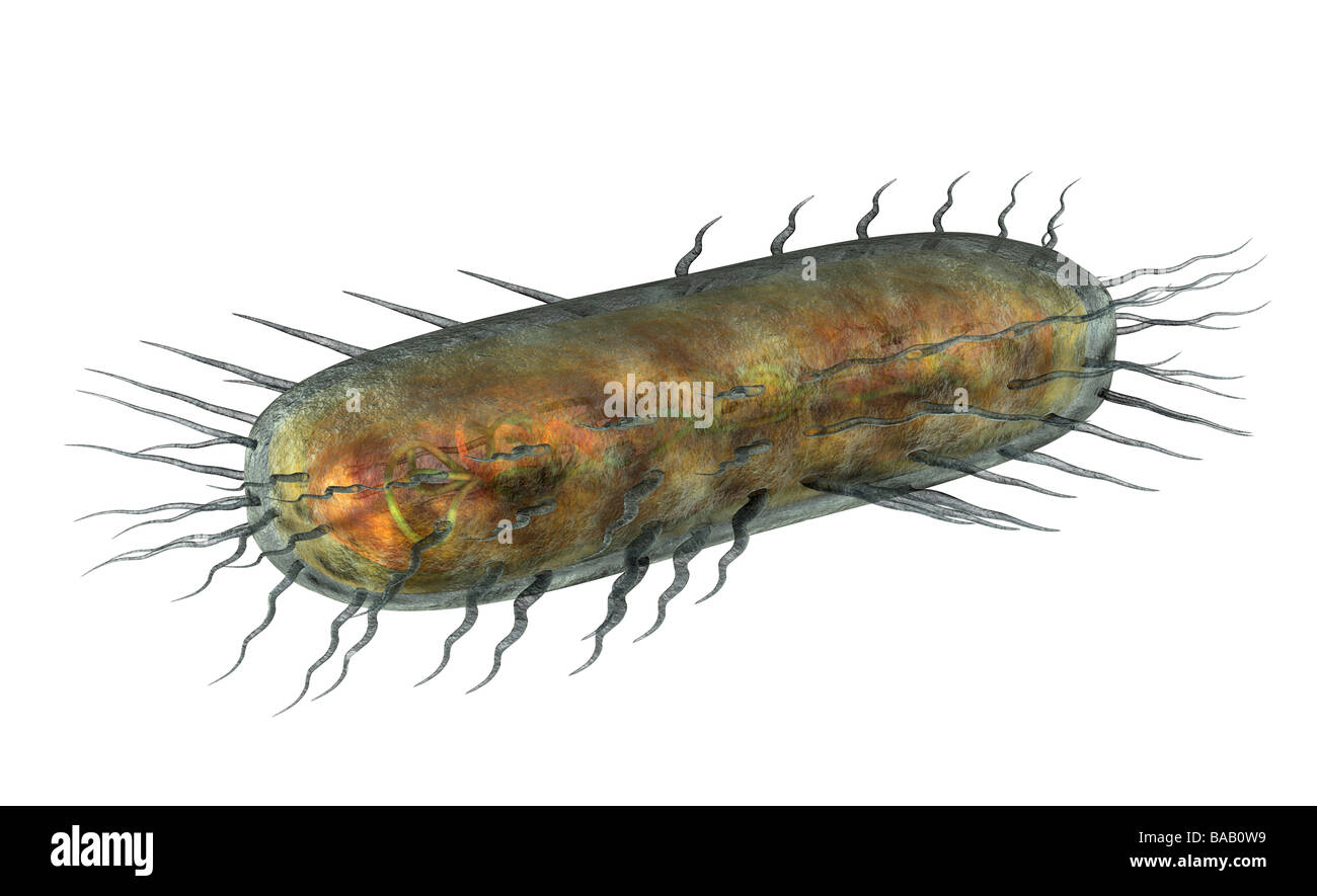 Biologia dei batteri di anatomia immagini e fotografie stock ad alta ...