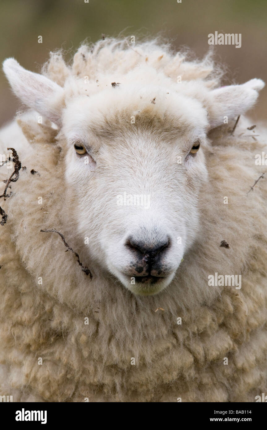 Muso di pecora immagini e fotografie stock ad alta risoluzione - Alamy