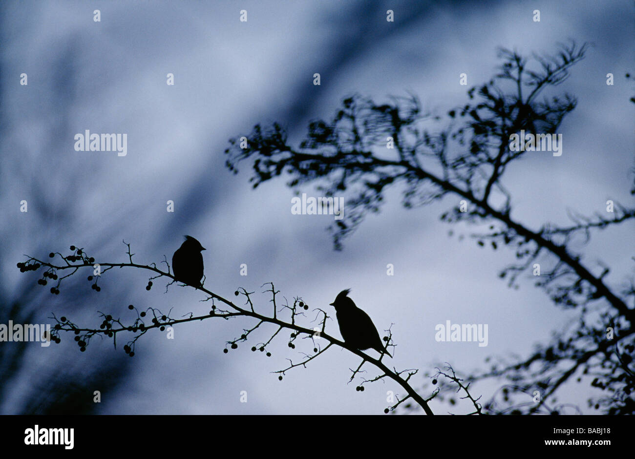 Due uccelli sui rami degli alberi immagini e fotografie stock ad alta ...
