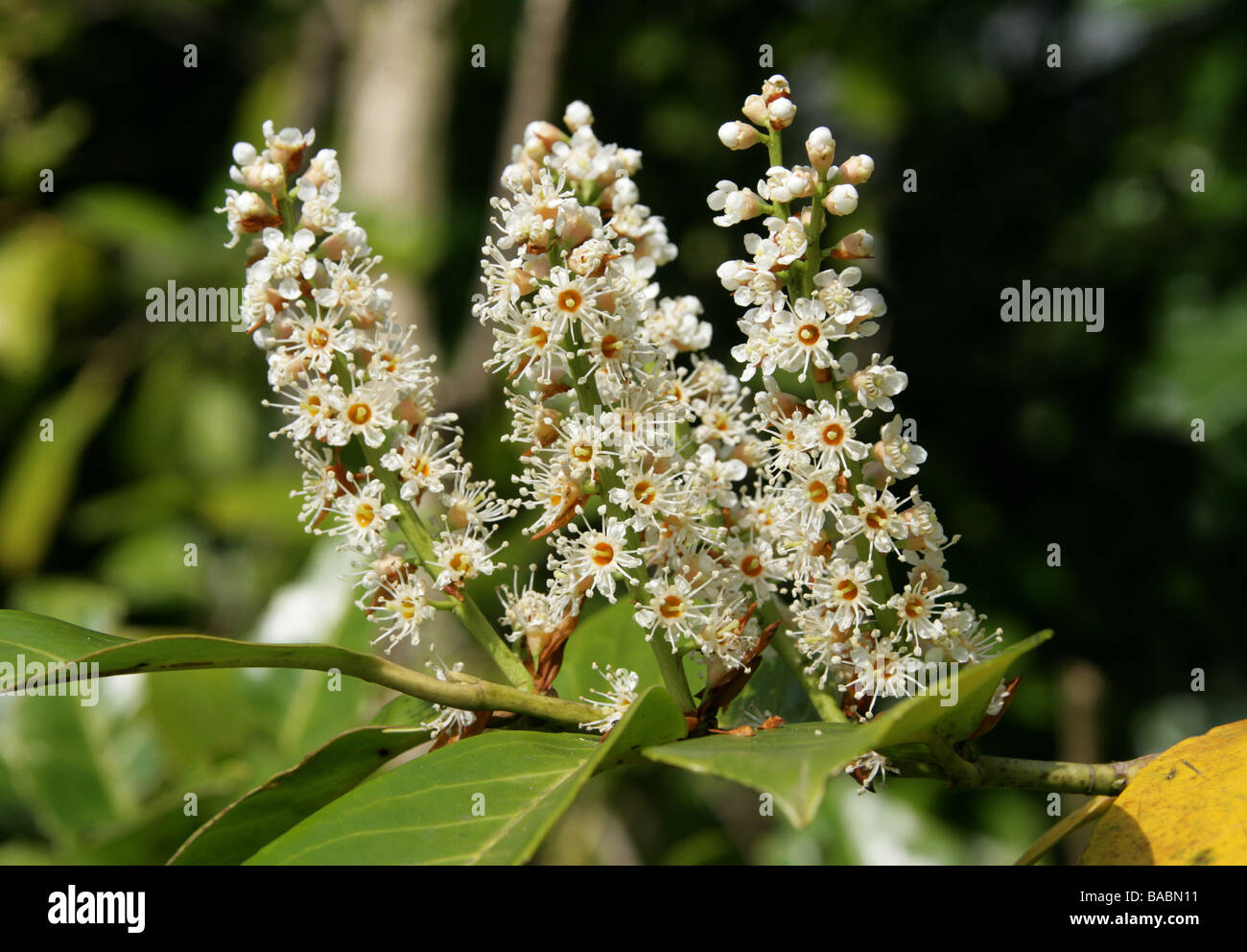Prunus laurocerasus immagini e fotografie stock ad alta risoluzione - Alamy