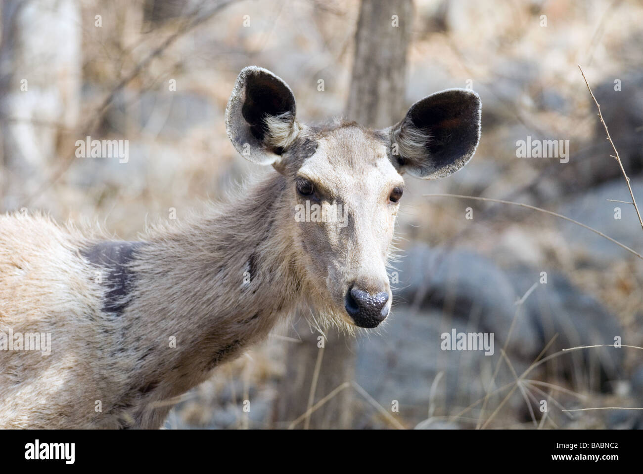 Specie di cervo femmina immagini e fotografie stock ad alta risoluzione ...