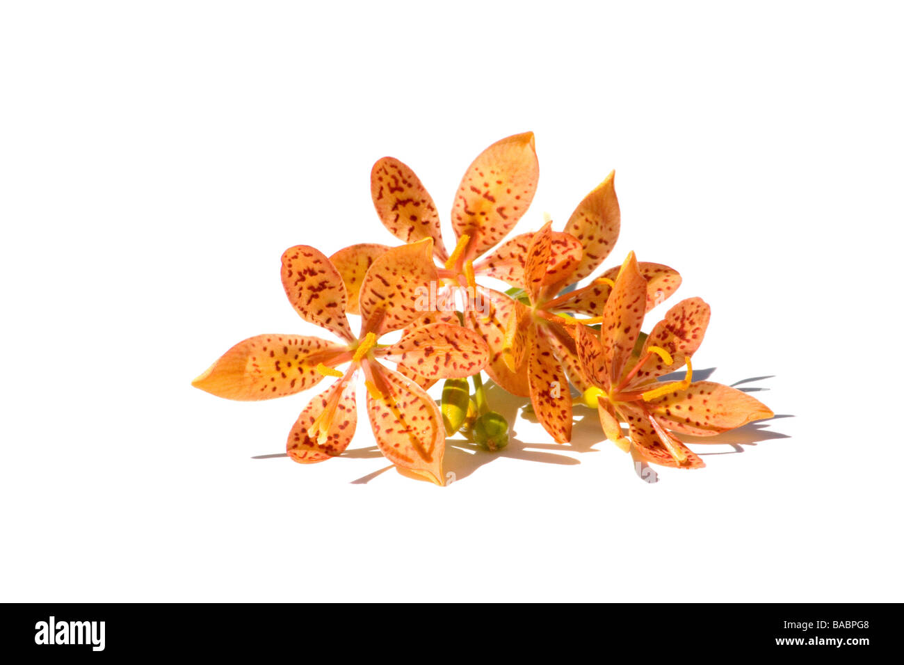 Belamcanda chinensis immagini e fotografie stock ad alta risoluzione ...