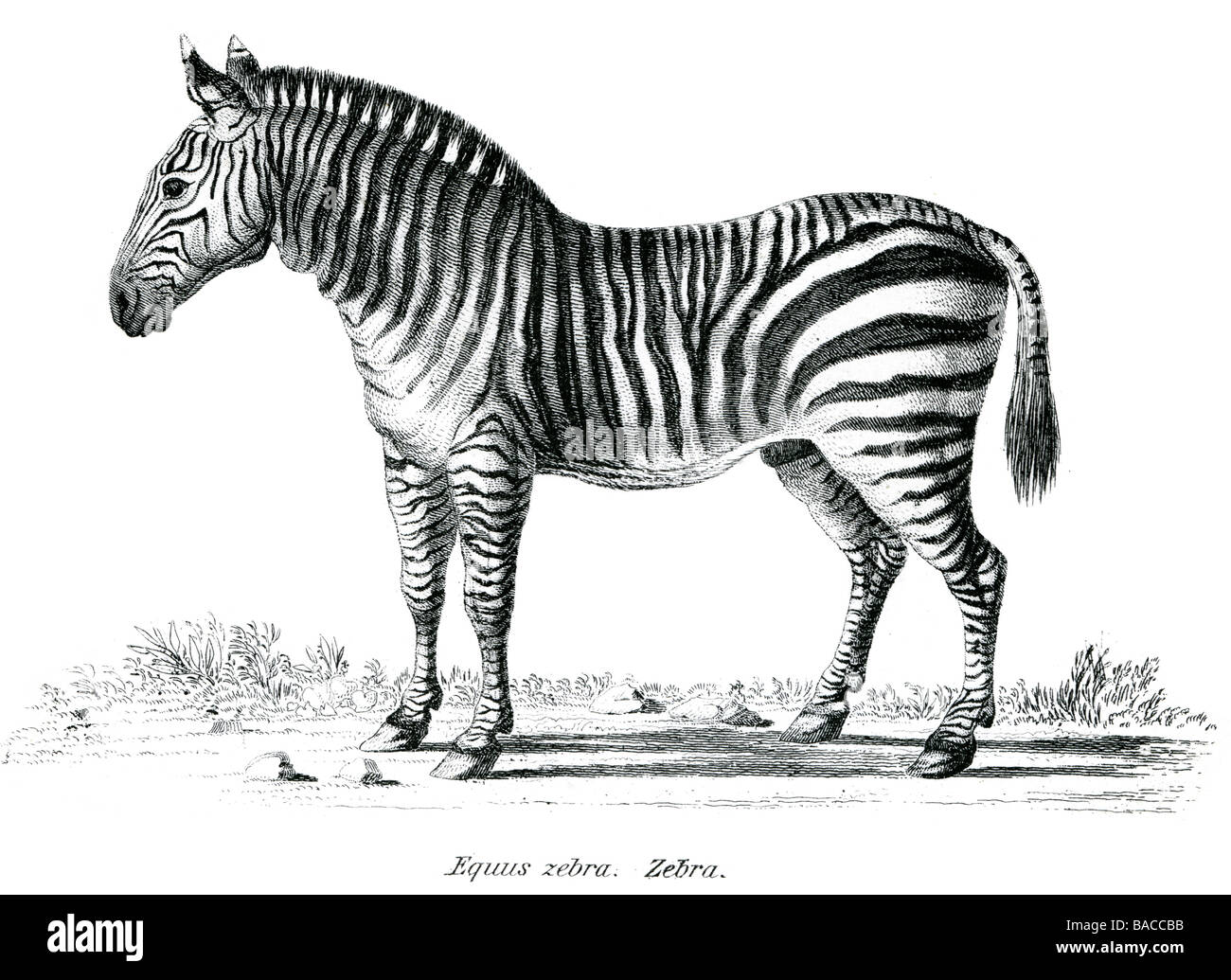 Disegno bianco e nero montagna immagini e fotografie stock ad alta ...