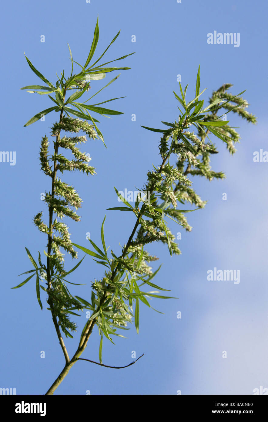 Salix viminalis immagini e fotografie stock ad alta risoluzione - Alamy