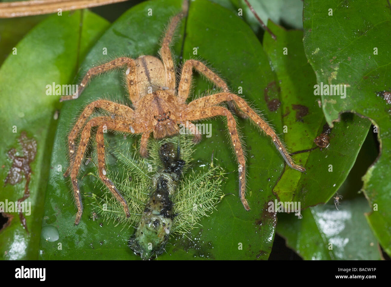 Tropical huntsman spider immagini e fotografie stock ad alta ...