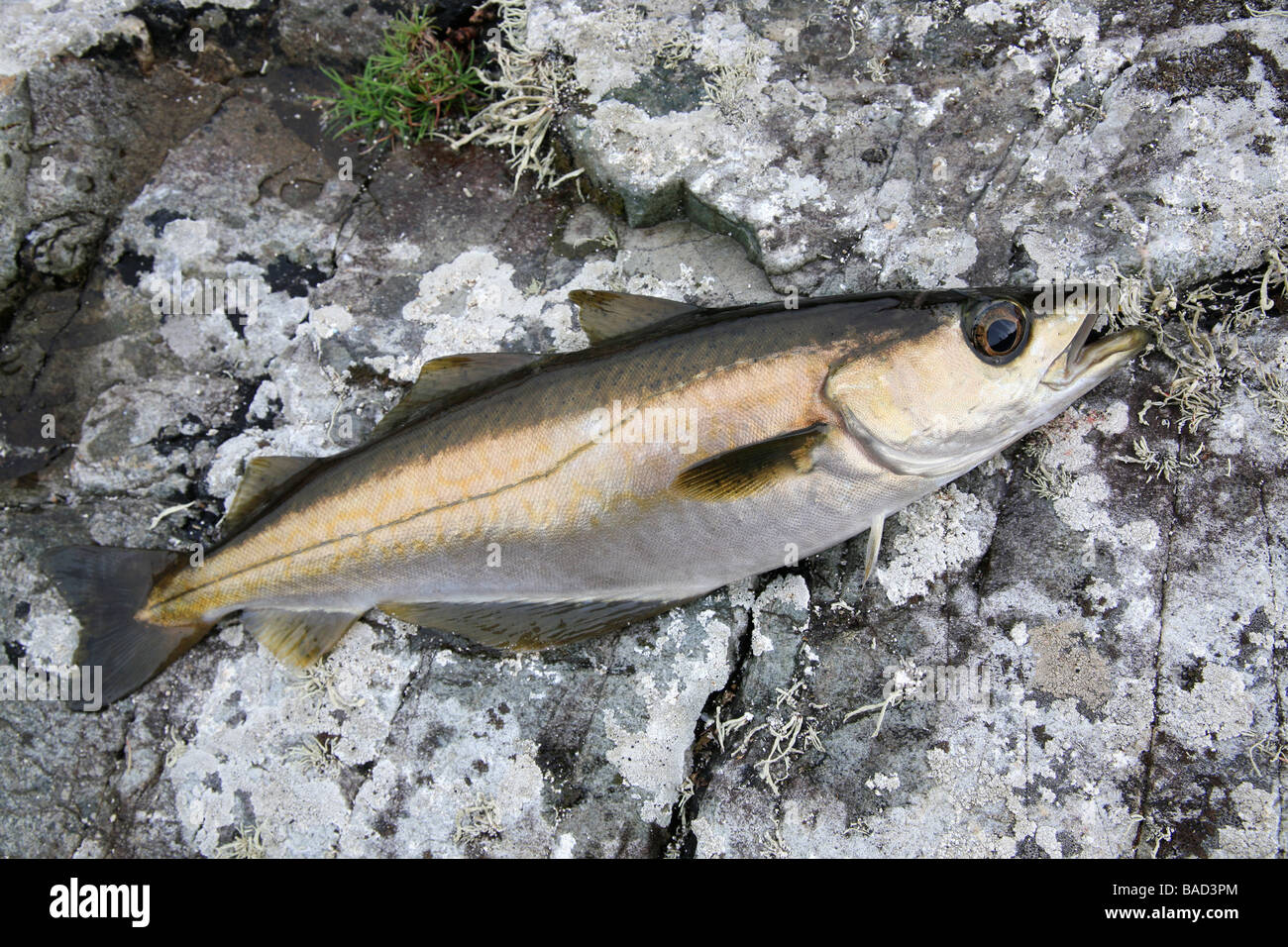 Pesca del pollock immagini e fotografie stock ad alta risoluzione - Alamy