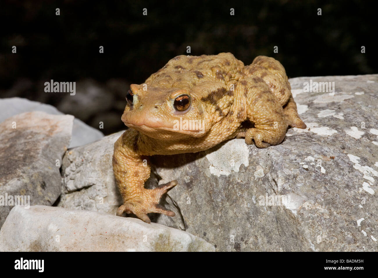 Rospi comuni che camminano immagini e fotografie stock ad alta ...