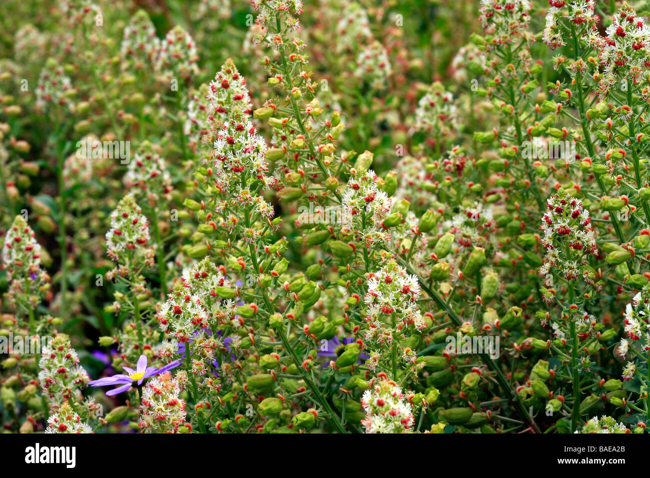 Reseda odorata immagini e fotografie stock ad alta risoluzione - Alamy
