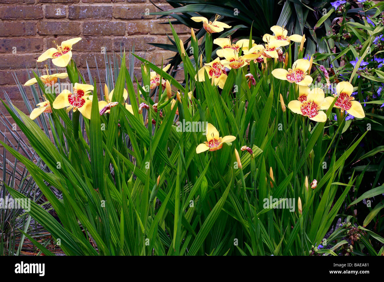 Tigridia pavonia 'aurea' Foto stock - Alamy
