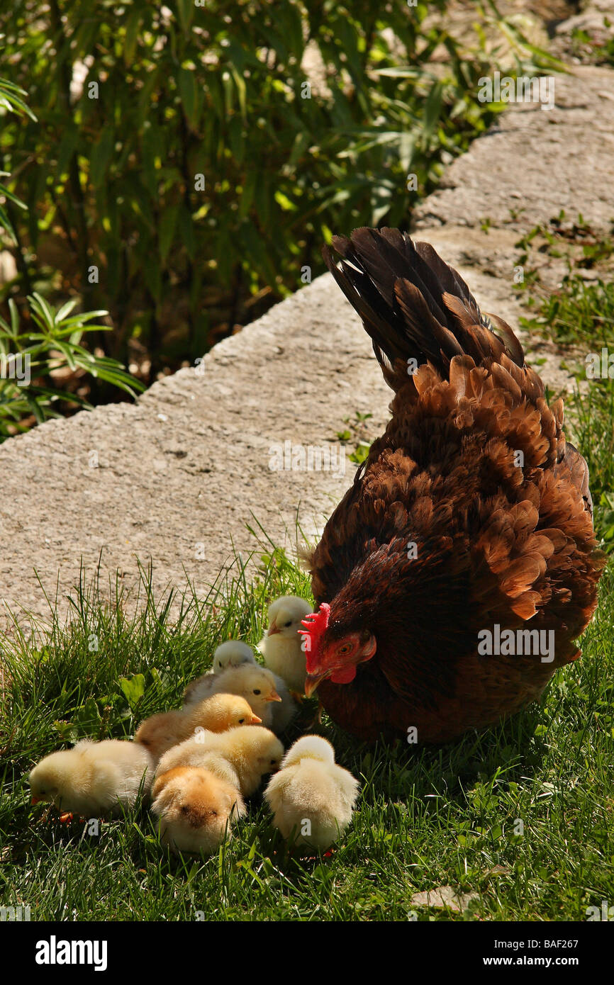 Gallina con i pulcini immagini e fotografie stock ad alta risoluzione ...