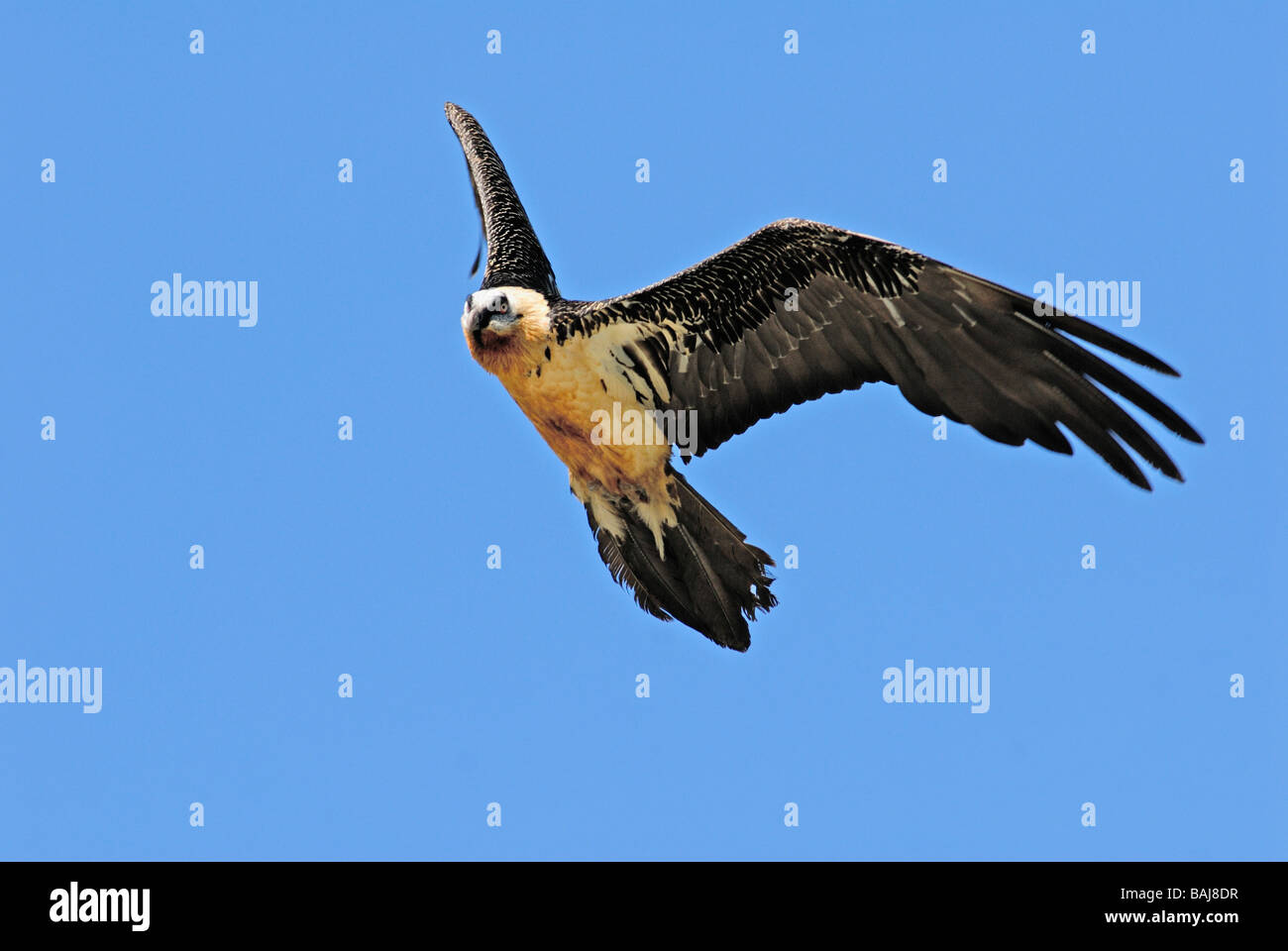 Avvoltoio gipeto immagini e fotografie stock ad alta risoluzione - Alamy